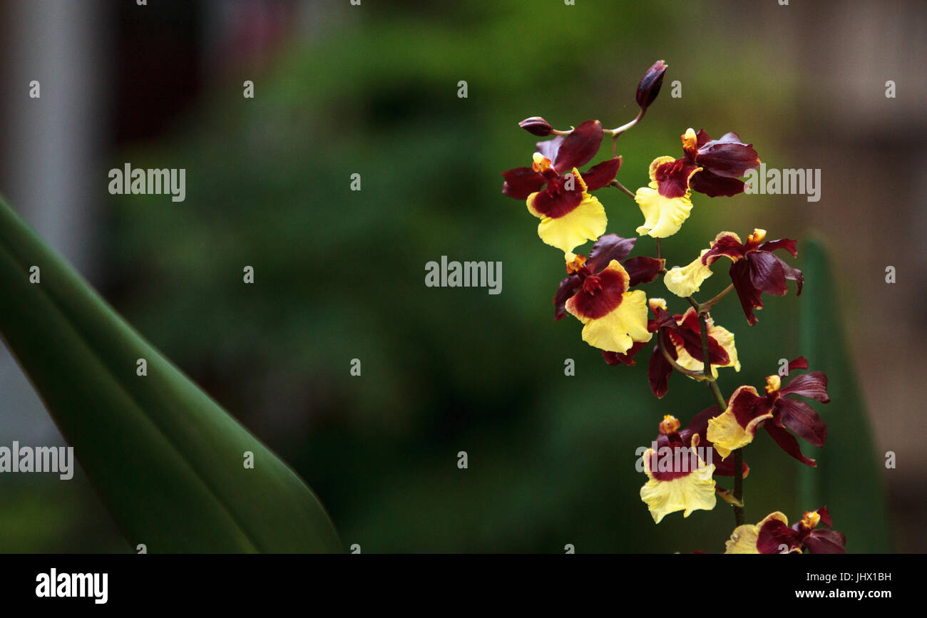 Yellow and maroon Oncidium orchid hybrid flowers grow in a botanical ...