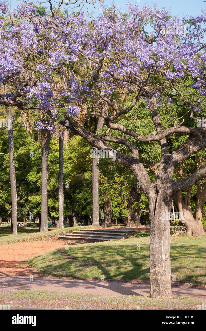 Buenos Aires, Argentina during springtime, Jacaranda mimosifolia trees ...