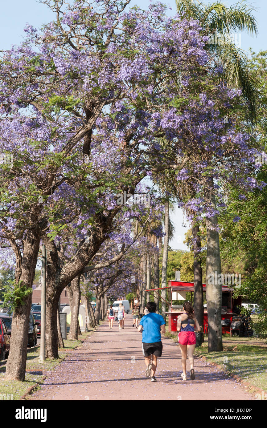 Jacaranda trees buenos aires hi-res stock photography and images - Alamy
