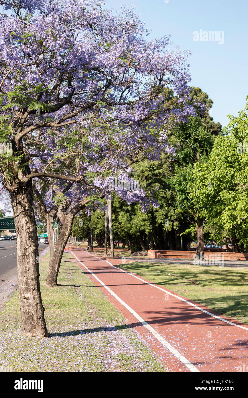 Buenos Aires, Argentina, during springtime, Jacaranda mimosifolia trees ...