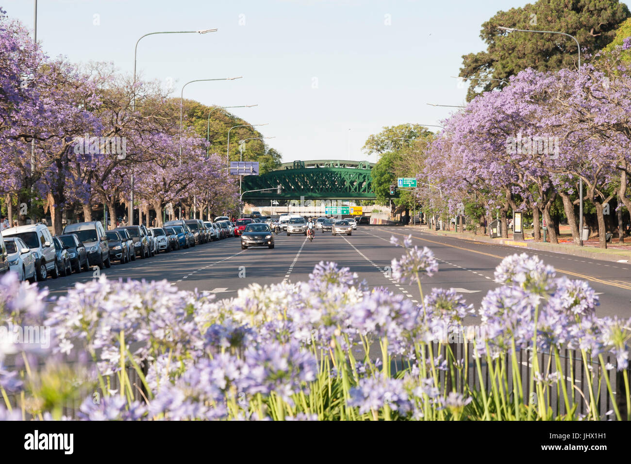 Buenos Aires, Argentina, during springtime. Blue agapanthus and ...