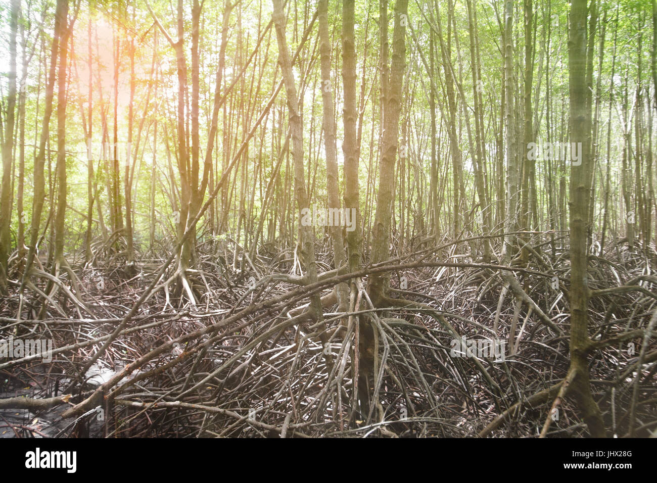 Mangrove green swamp hi-res stock photography and images - Alamy