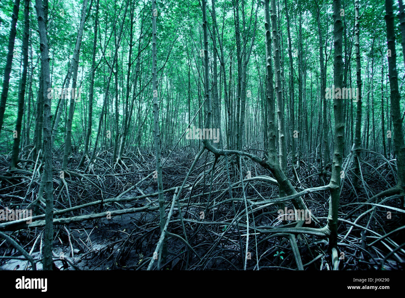 stilt root of the mangrove trees photo Stock Photo - Alamy