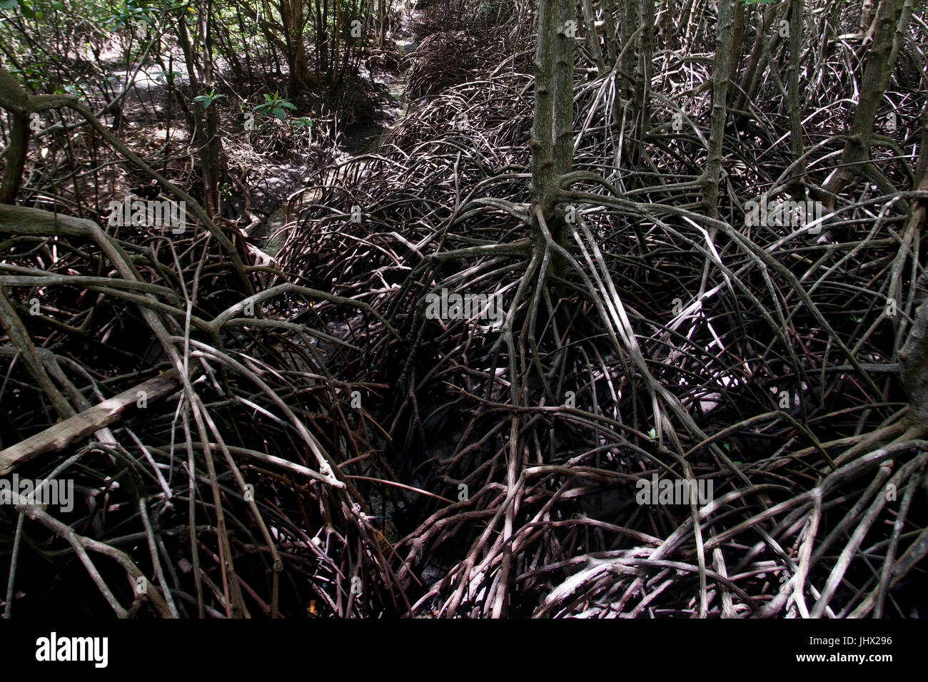 Stilt root hi-res stock photography and images - Alamy
