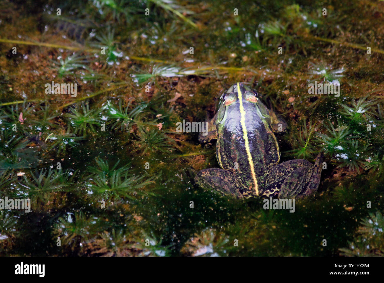 Rice Field Frog High Resolution Stock Photography and Images - Alamy