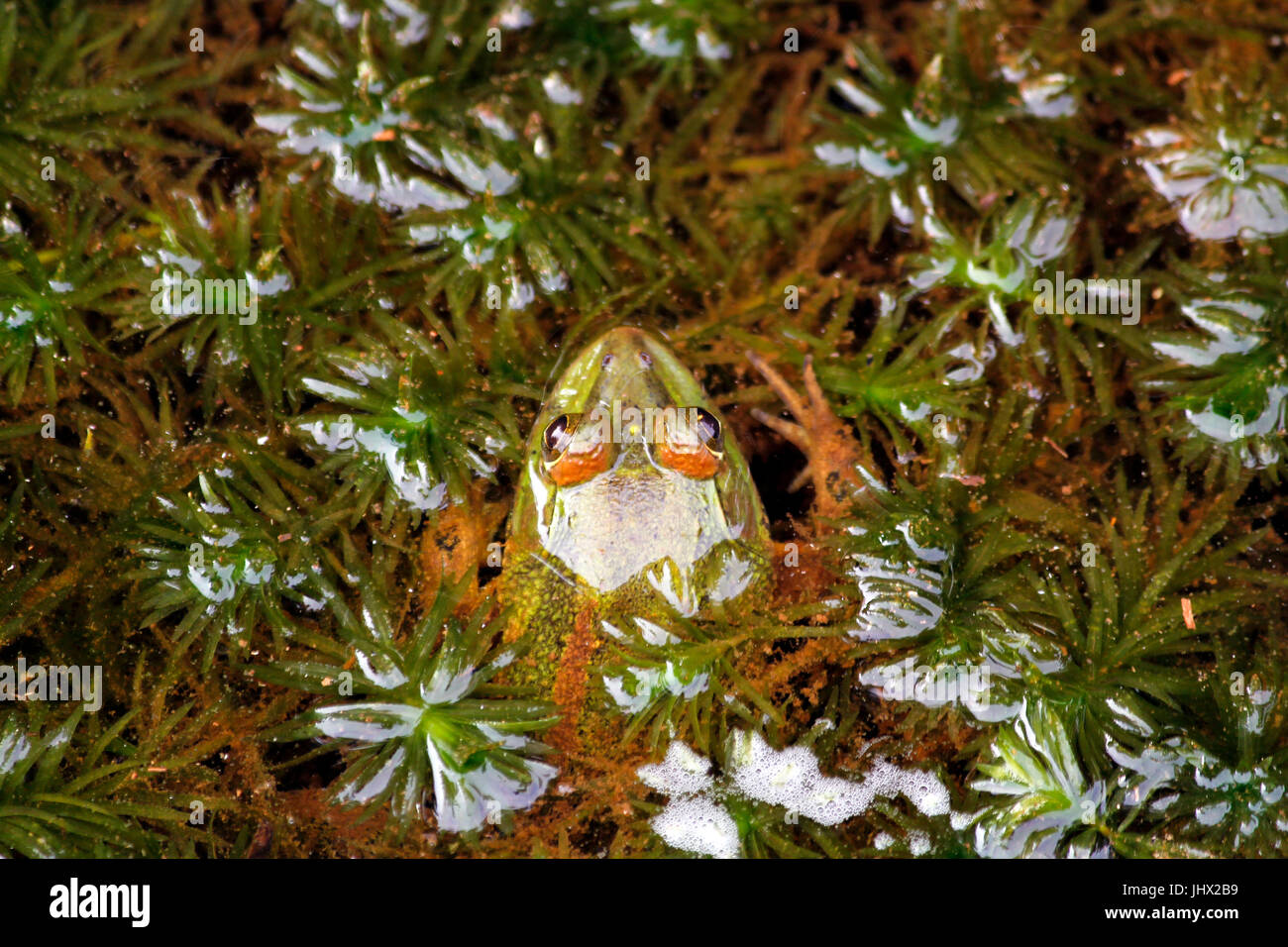 Birds of monsoon hi-res stock photography and images - Alamy