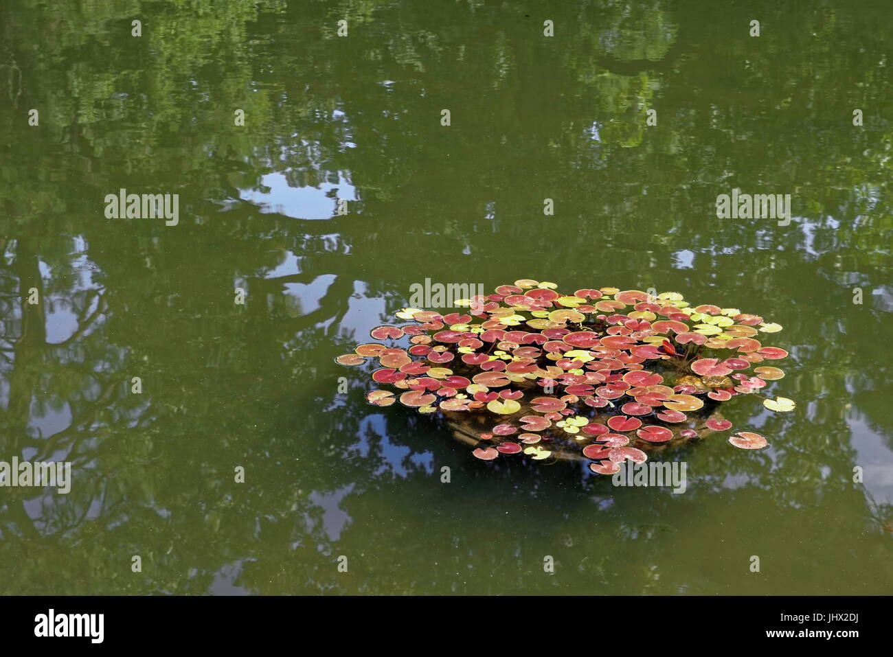 Water Lillies - Maymont Park, Richmond, Virginia Stock Photo - Alamy