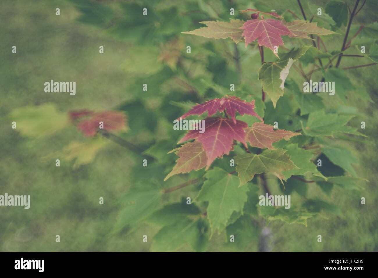 Acer rubrum summer red hi-res stock photography and images - Alamy