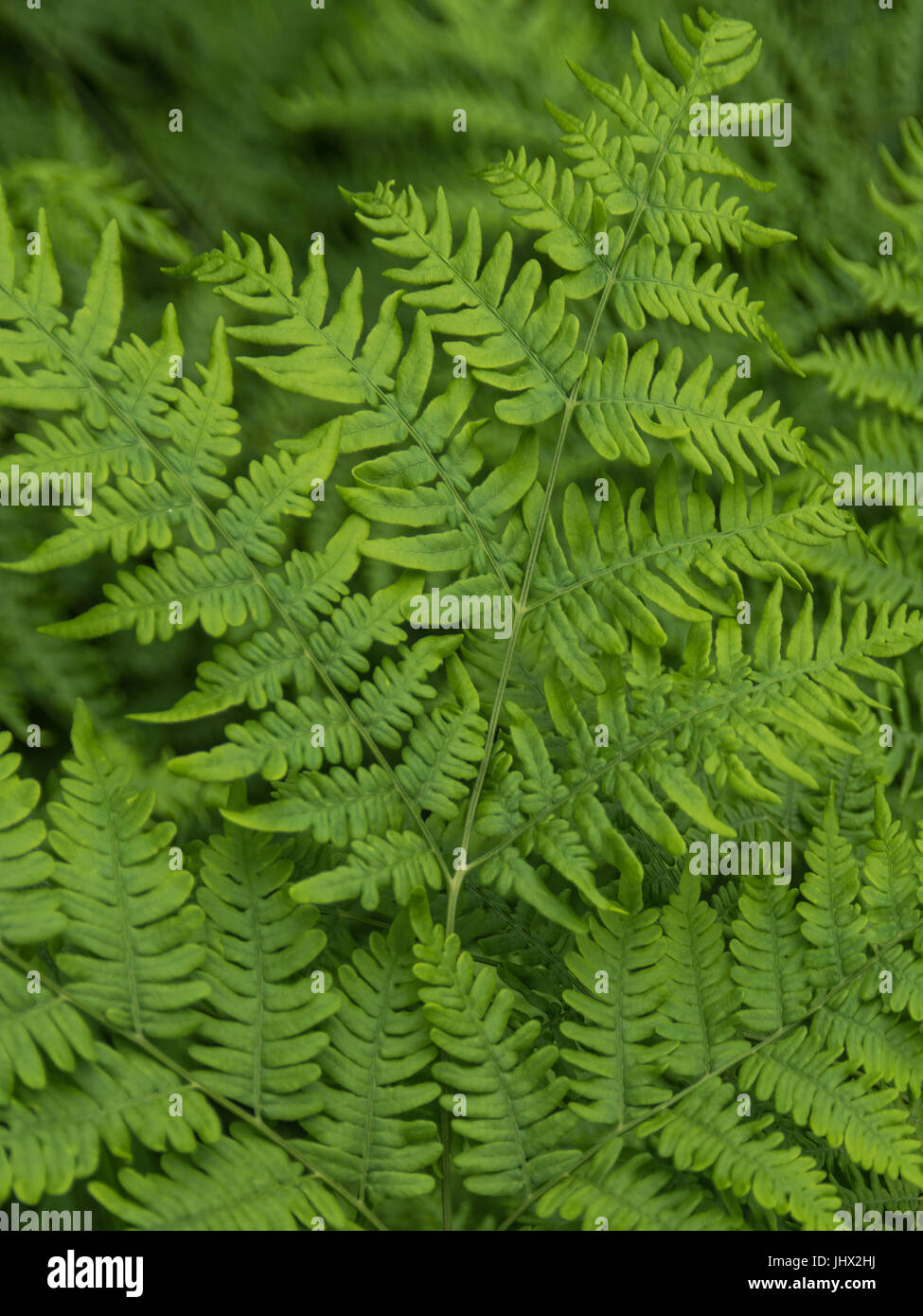 Vibrant Green Bracken Fern Stock Photo - Alamy