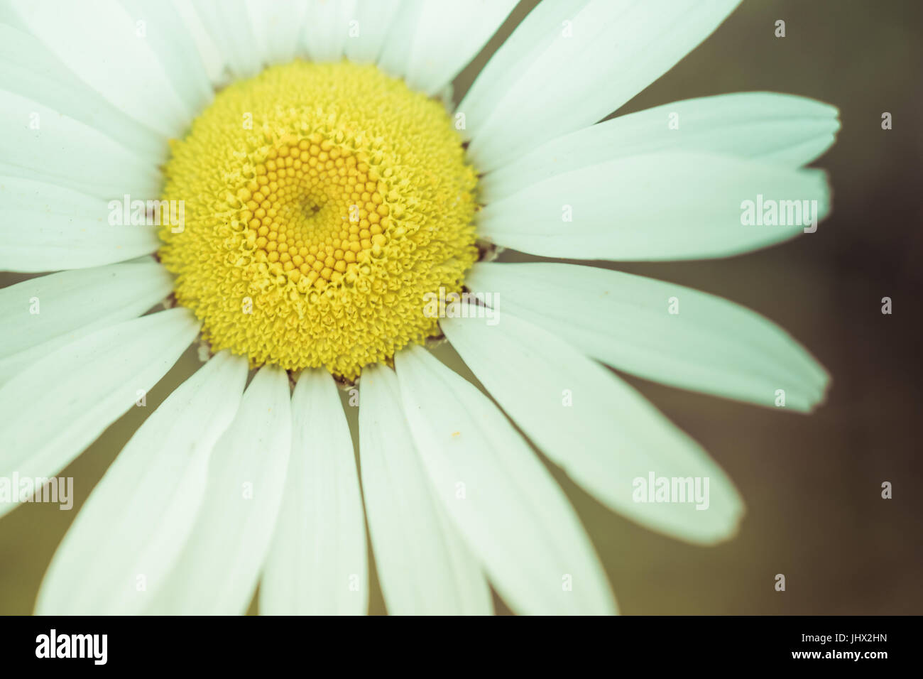 Closeup ox eye daisy hi-res stock photography and images - Alamy