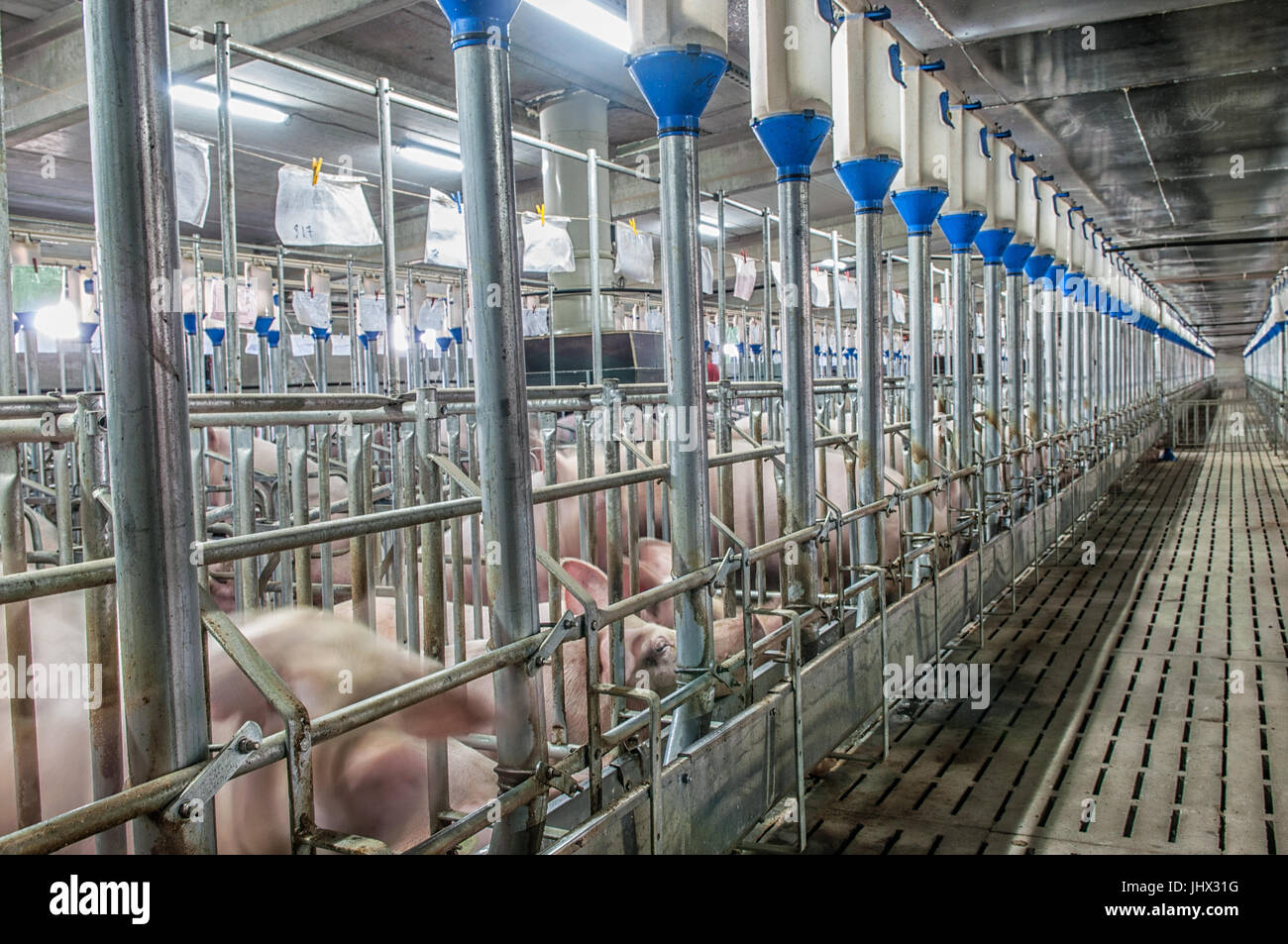 Pork plant with very large pigs in special stalls Stock Photo - Alamy