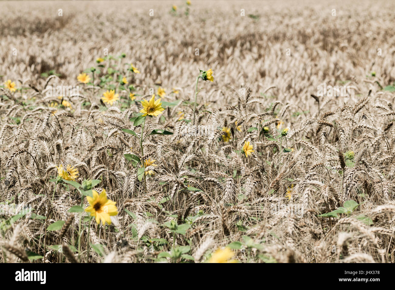 Golden wheat flower hi-res stock photography and images - Alamy