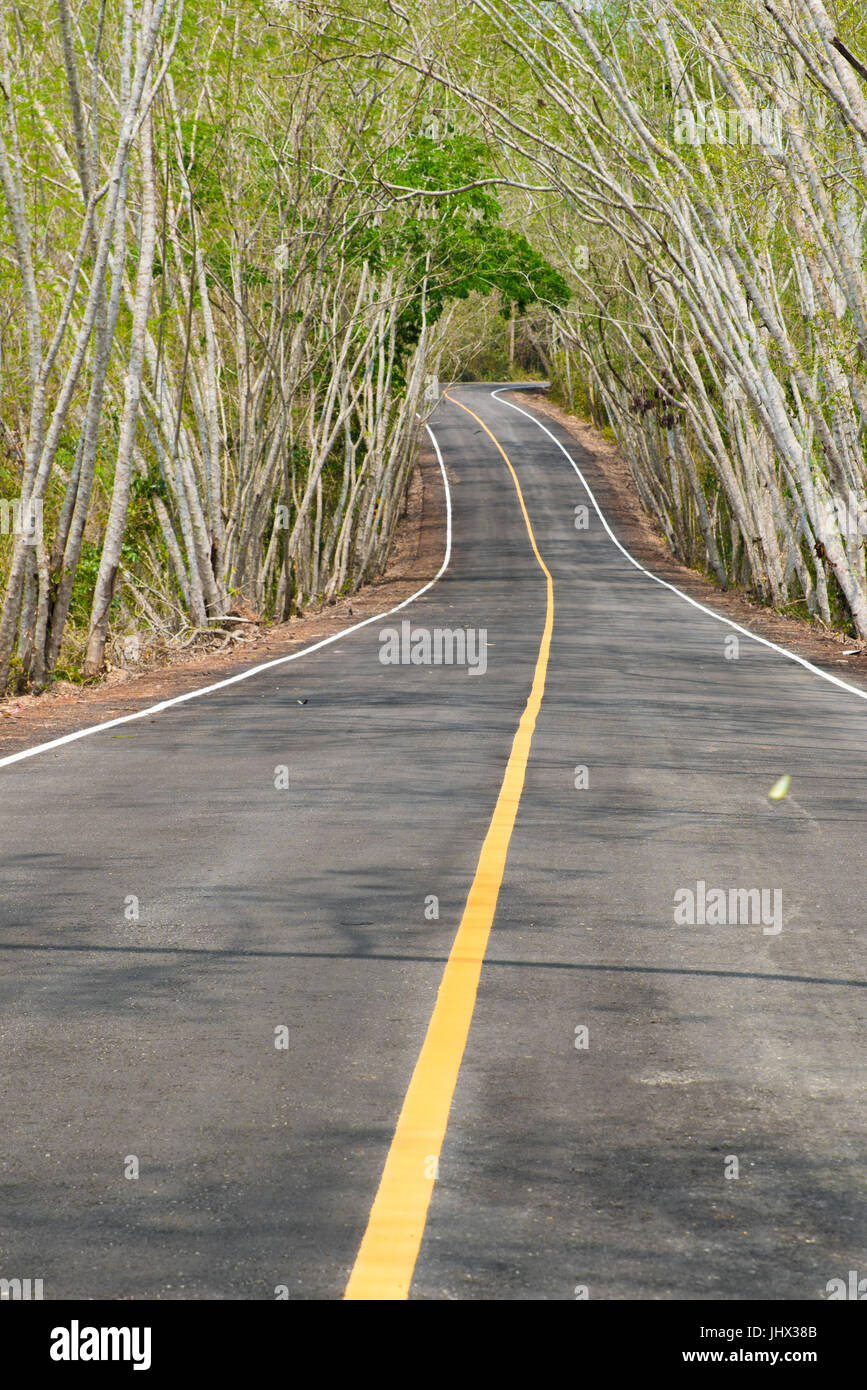 Road car through summer tree pathway alley Stock Photo - Alamy