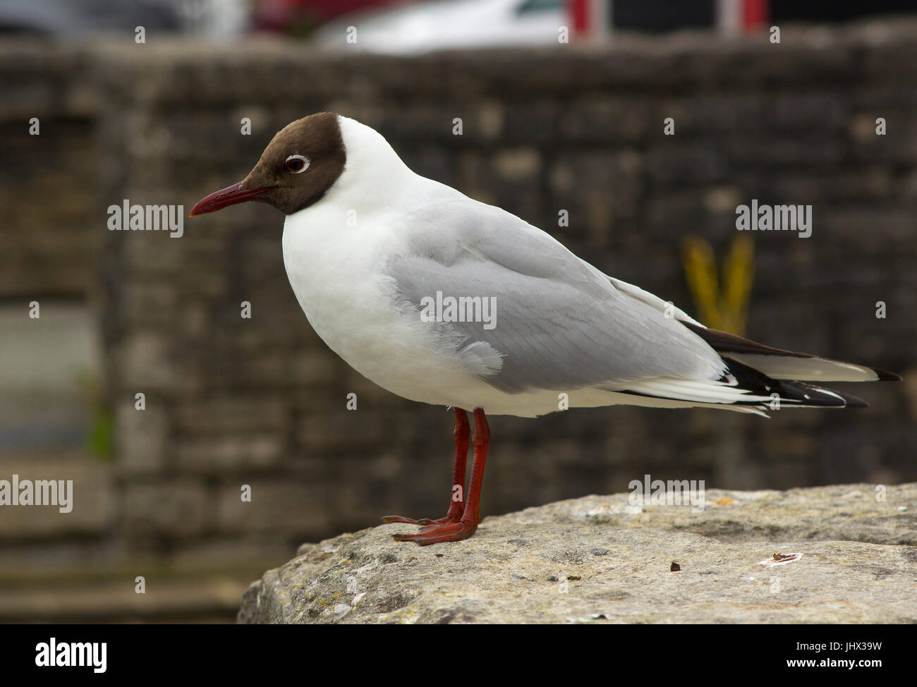 A common black headed gull with its distinctive markings and red legs ...