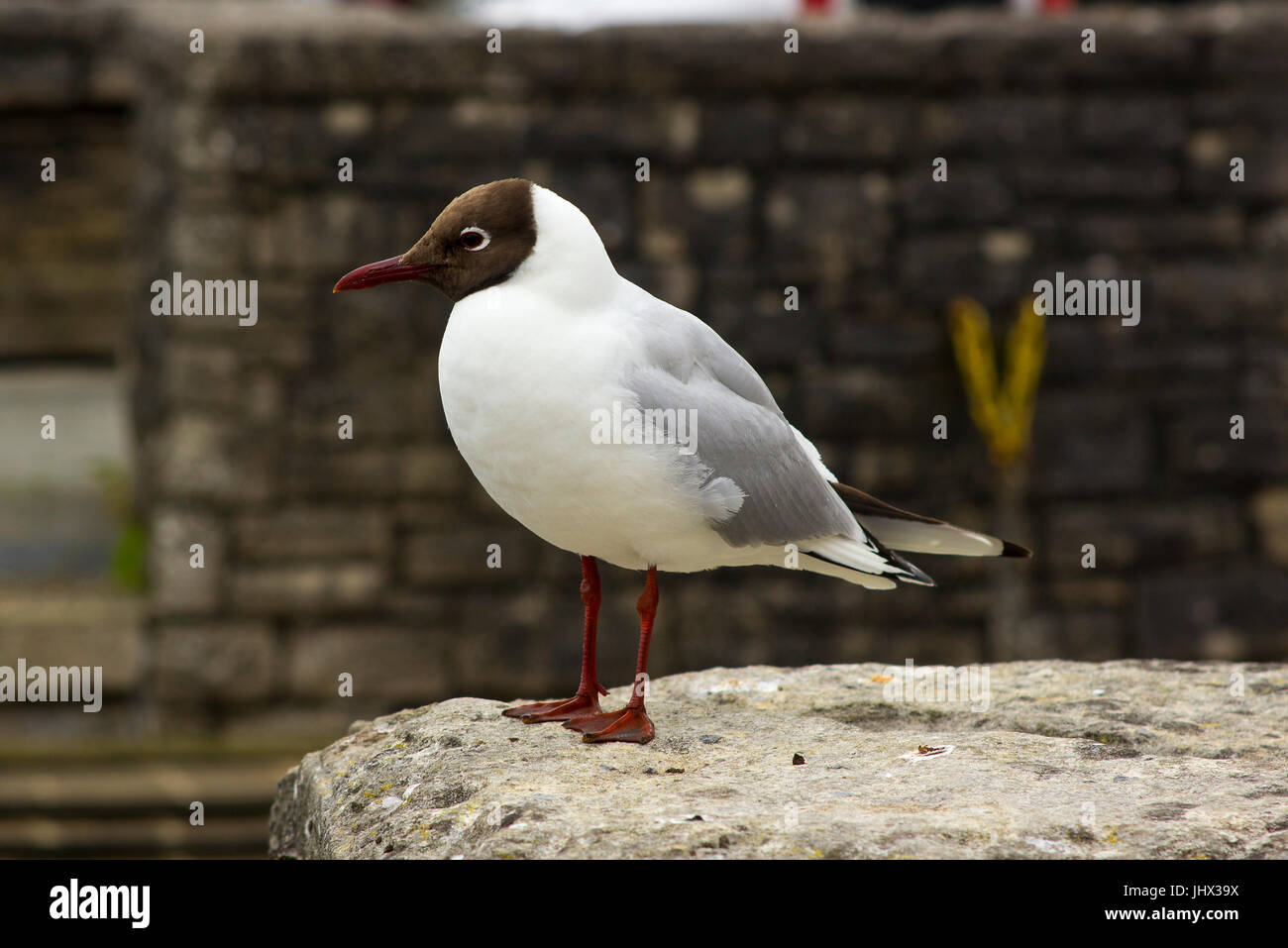 A common black headed gull with its distinctive markings and red legs ...