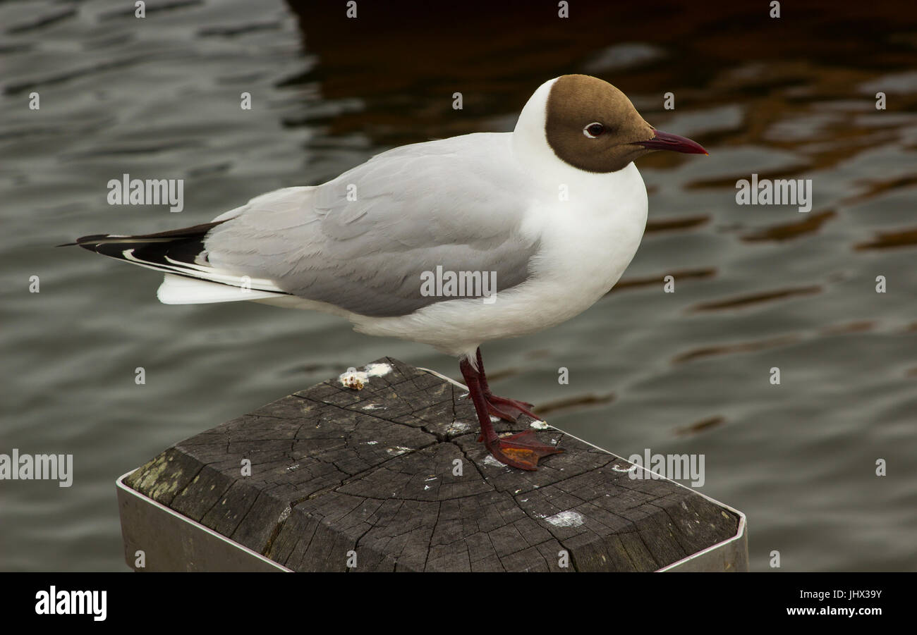 Distinctive black white waterbird hi-res stock photography and images ...
