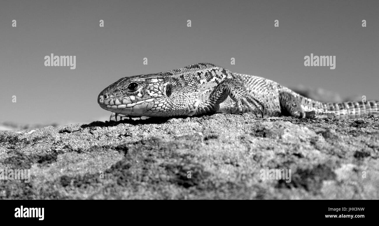 Habitat snakes Black and White Stock Photos & Images - Alamy