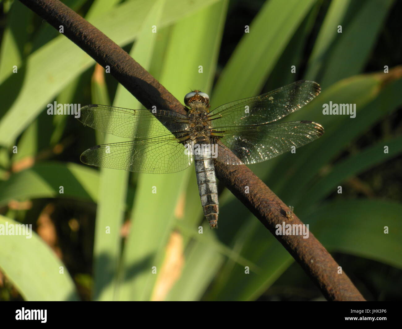 A Dragon Fly Stock Photo - Alamy