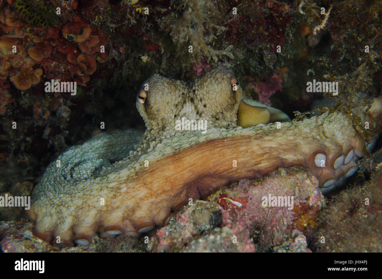 Common octopus, Octopus octopus, Mollusca Decapoda, Tor Paterno Marine ...