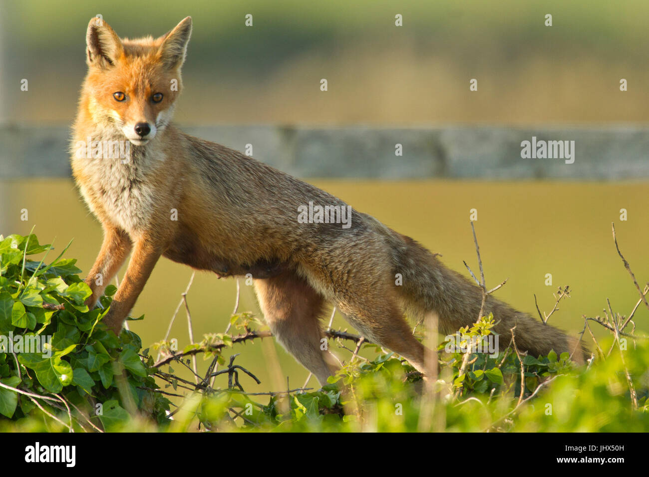 Female Red Fox (Vulpes vulpes) on hedge near Lands End, Cornwall Stock ...