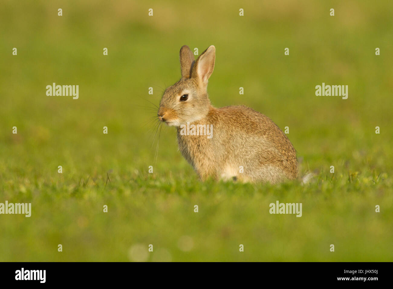 Common rabbit uk hi-res stock photography and images - Alamy
