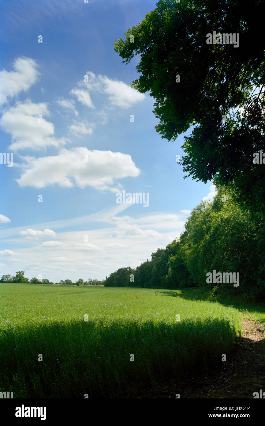 Linseed field hi-res stock photography and images - Alamy