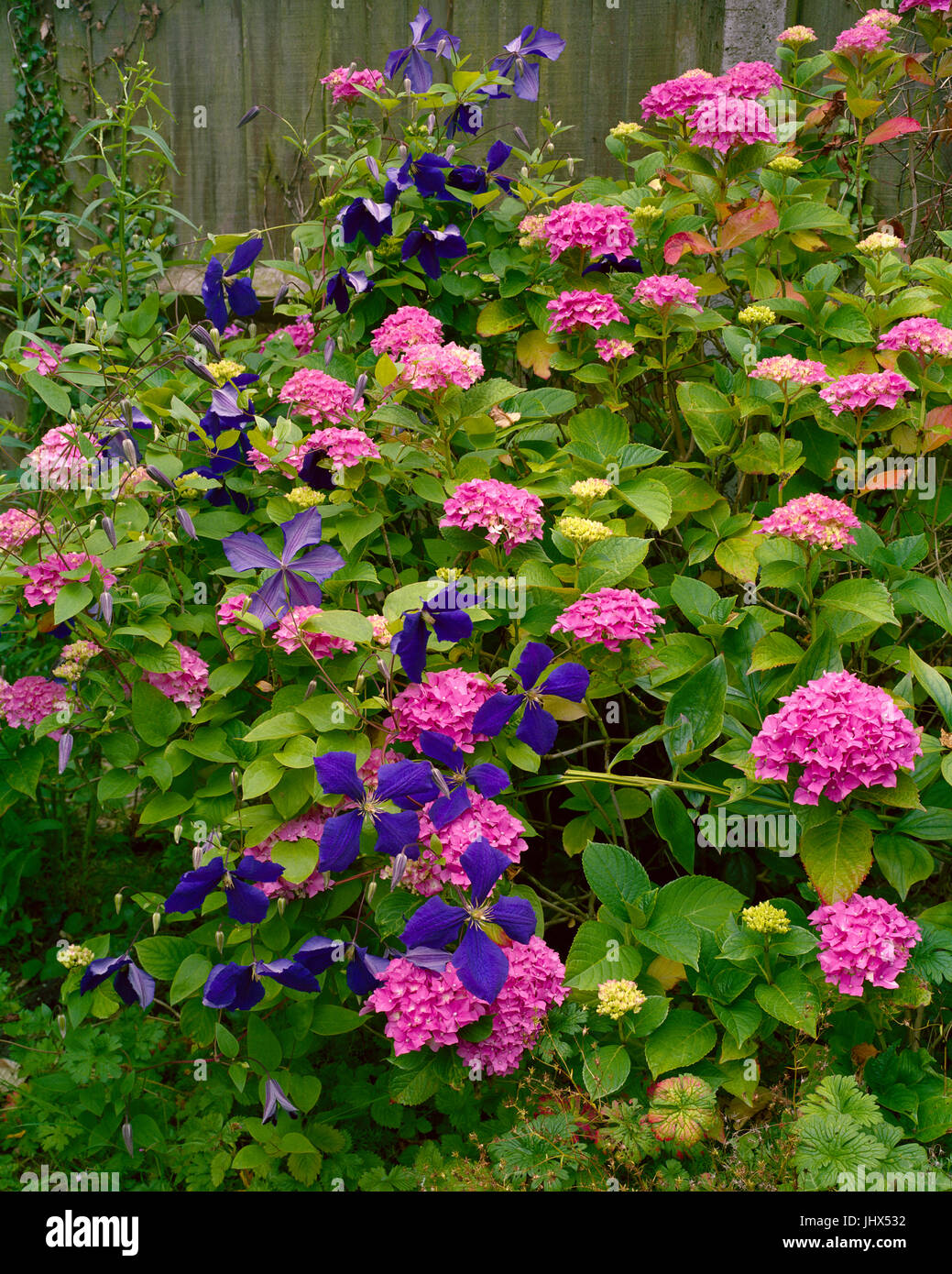 Companion planting hi-res stock photography and images - Alamy