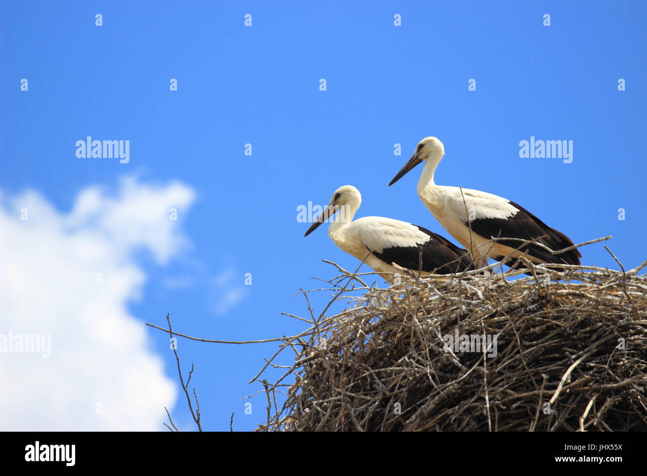 Young white storks in nest, European storks village Cigoc, Croatia ...