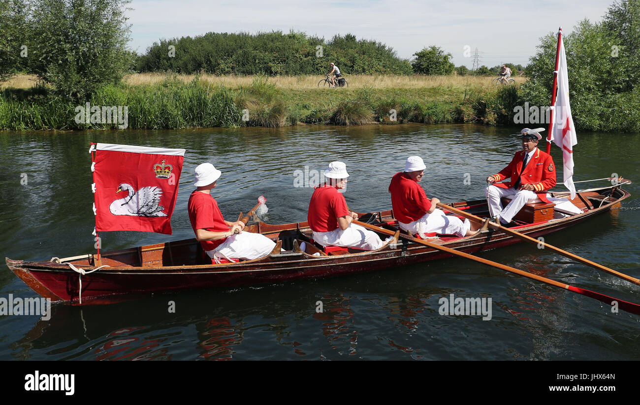 Swan Uppers row row near Shepperton Lock, as the ancient tradition of ...