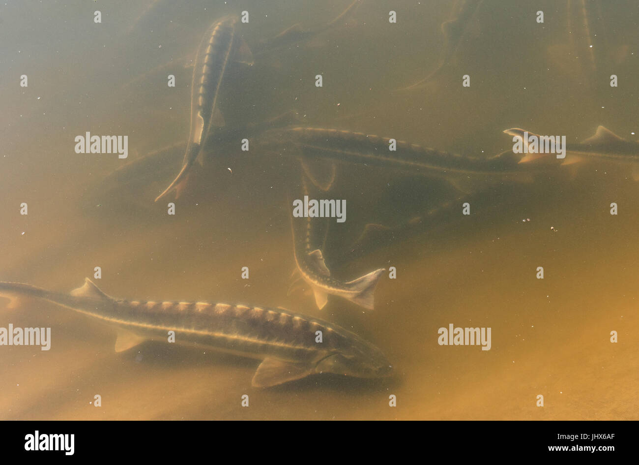 Reproduction and farming of sturgeon Stock Photo - Alamy