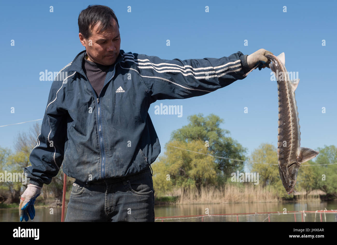 Reproduction and farming of sturgeon Stock Photo - Alamy