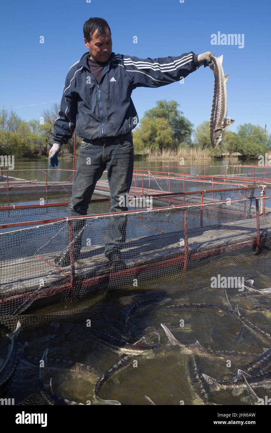 Reproduction and farming of sturgeon Stock Photo - Alamy