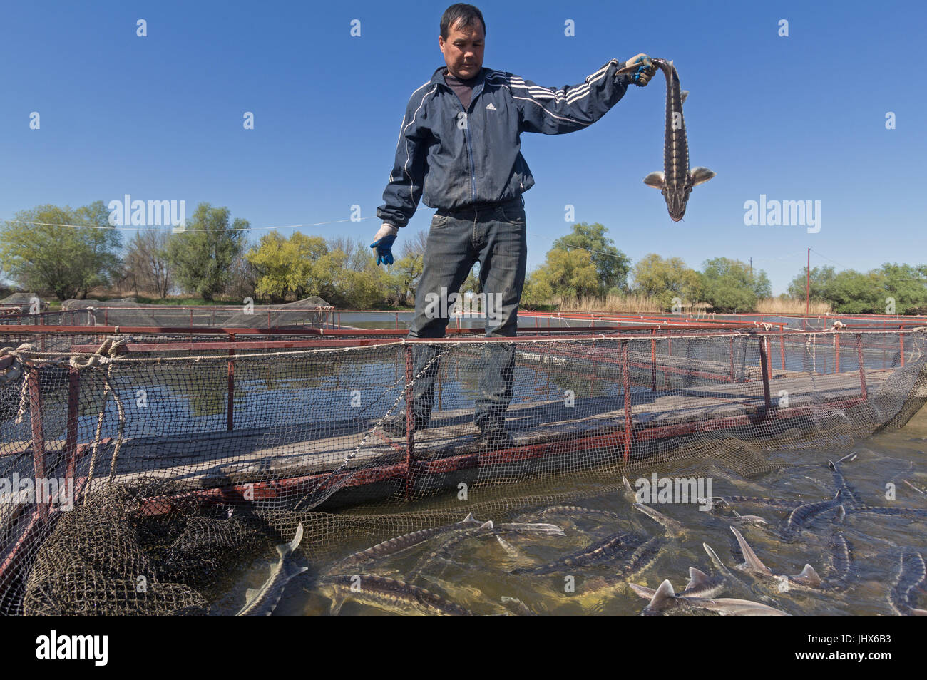 Reproduction and farming of sturgeon Stock Photo - Alamy