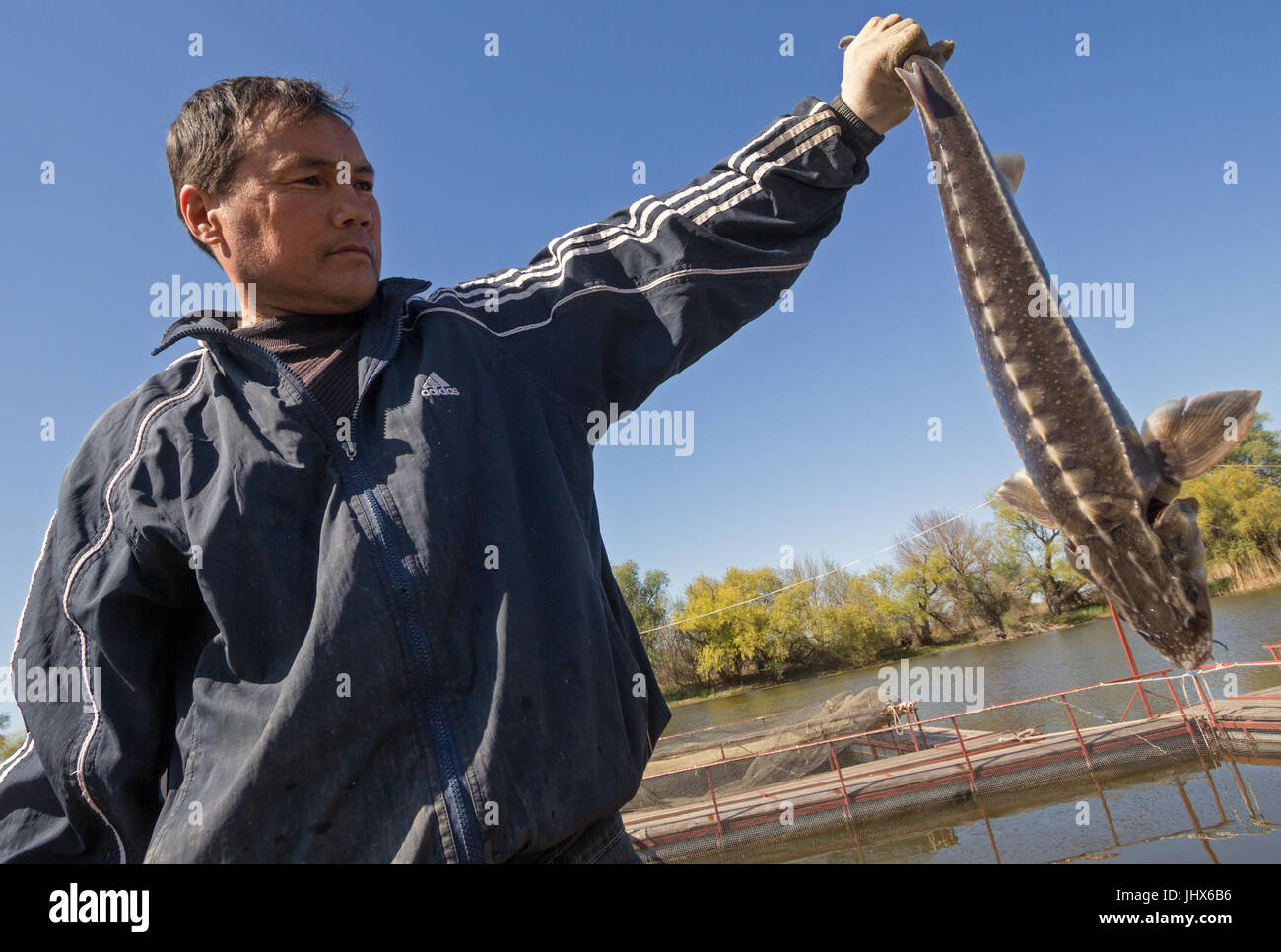 Reproduction and farming of sturgeon Stock Photo - Alamy