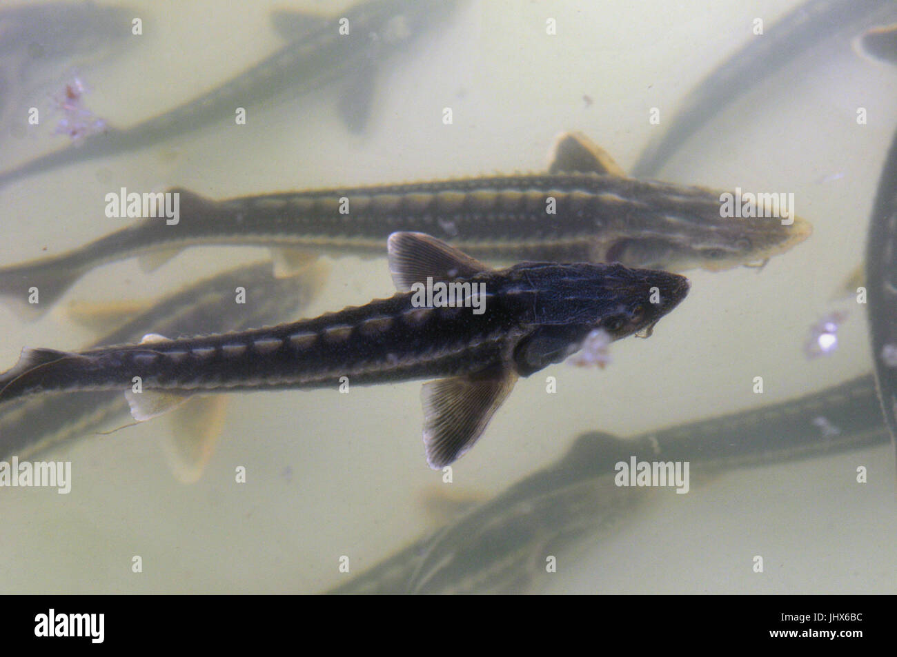 Reproduction and farming of sturgeon Stock Photo - Alamy