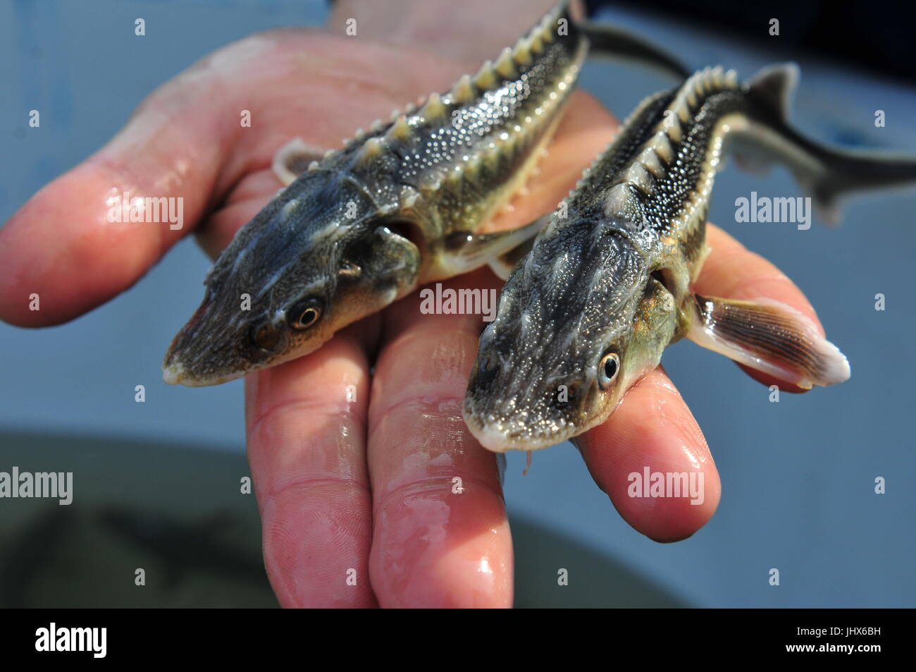 Reproduction and farming of sturgeon Stock Photo - Alamy