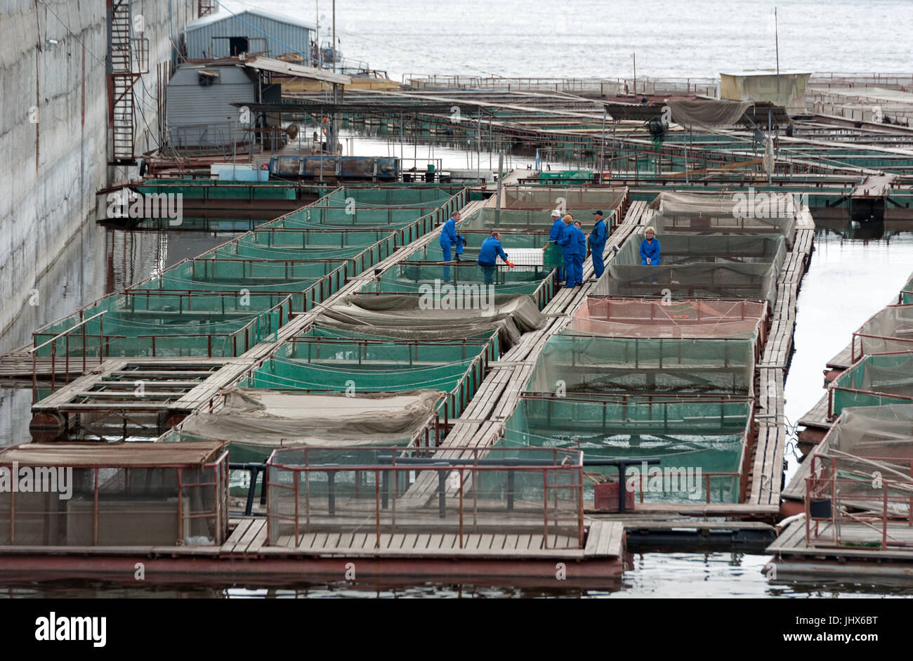 Reproduction and farming of sturgeon Stock Photo - Alamy