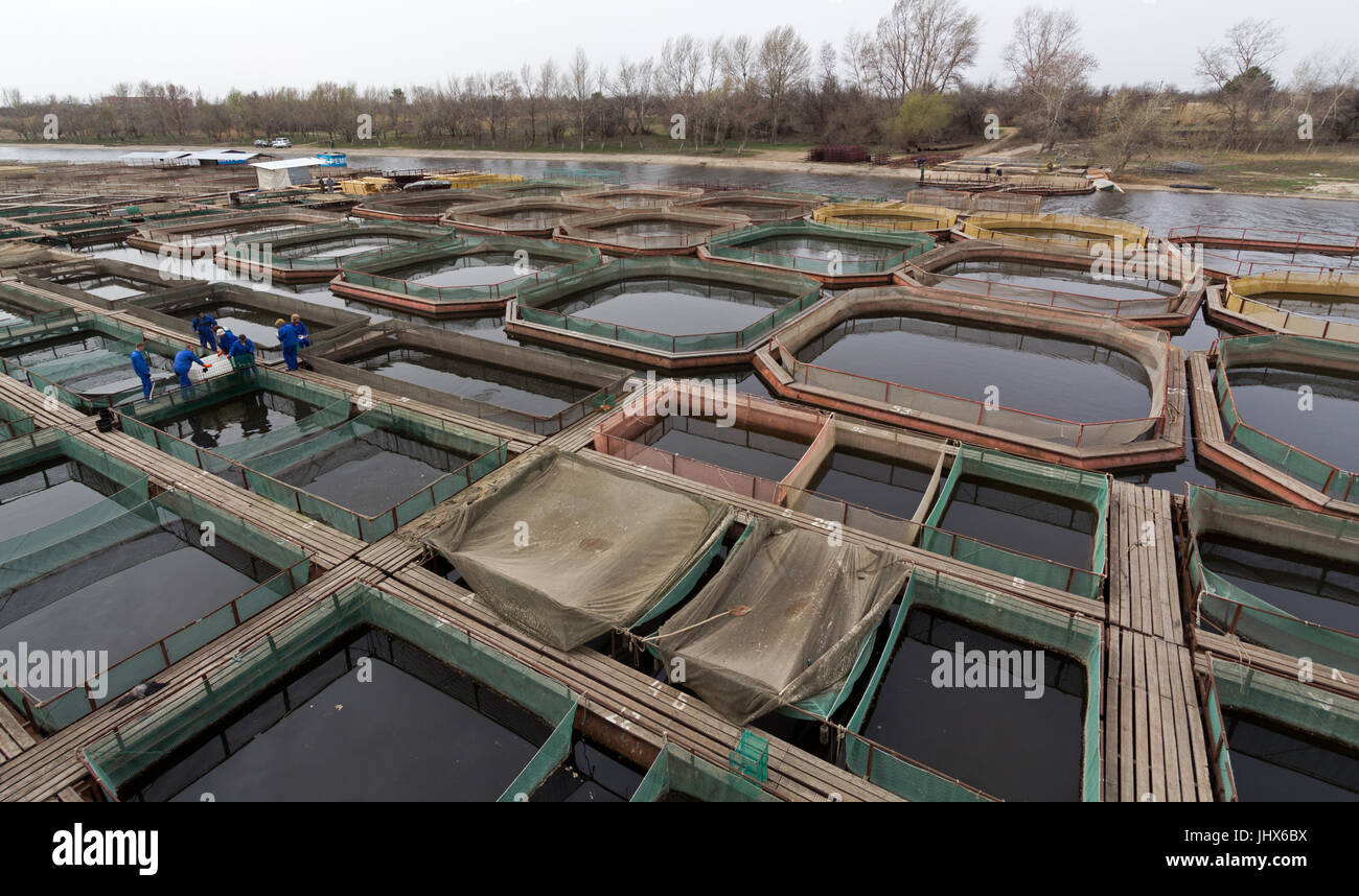 Reproduction and farming of sturgeon Stock Photo - Alamy