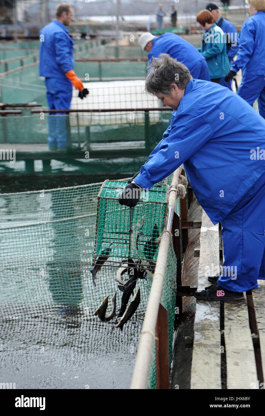 Reproduction and farming of sturgeon Stock Photo - Alamy