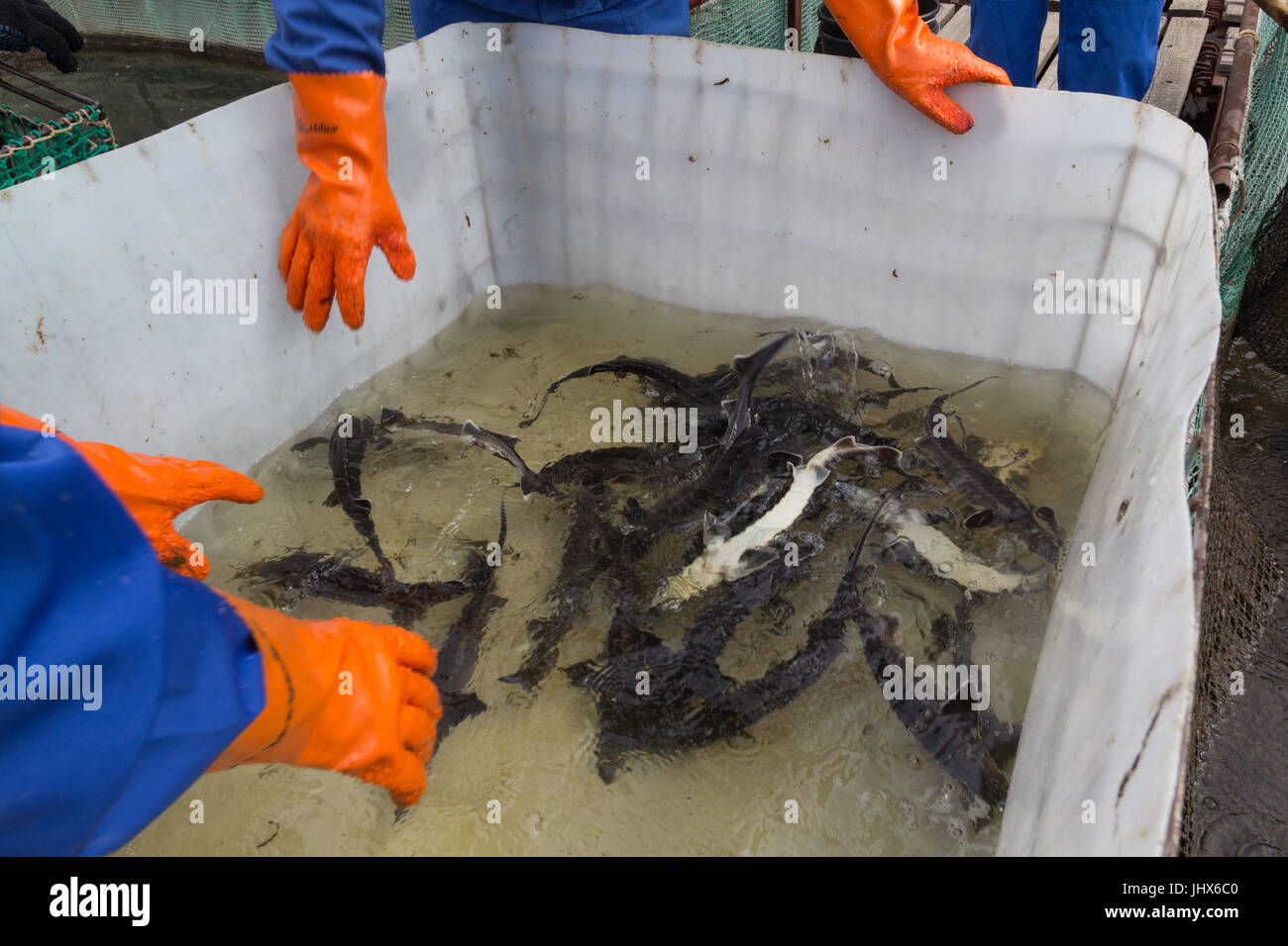 Reproduction and farming of sturgeon Stock Photo - Alamy