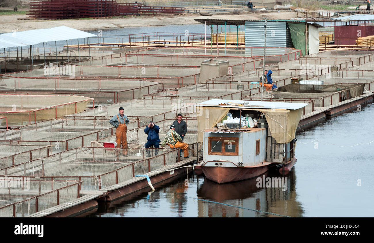 Reproduction and farming of sturgeon Stock Photo - Alamy