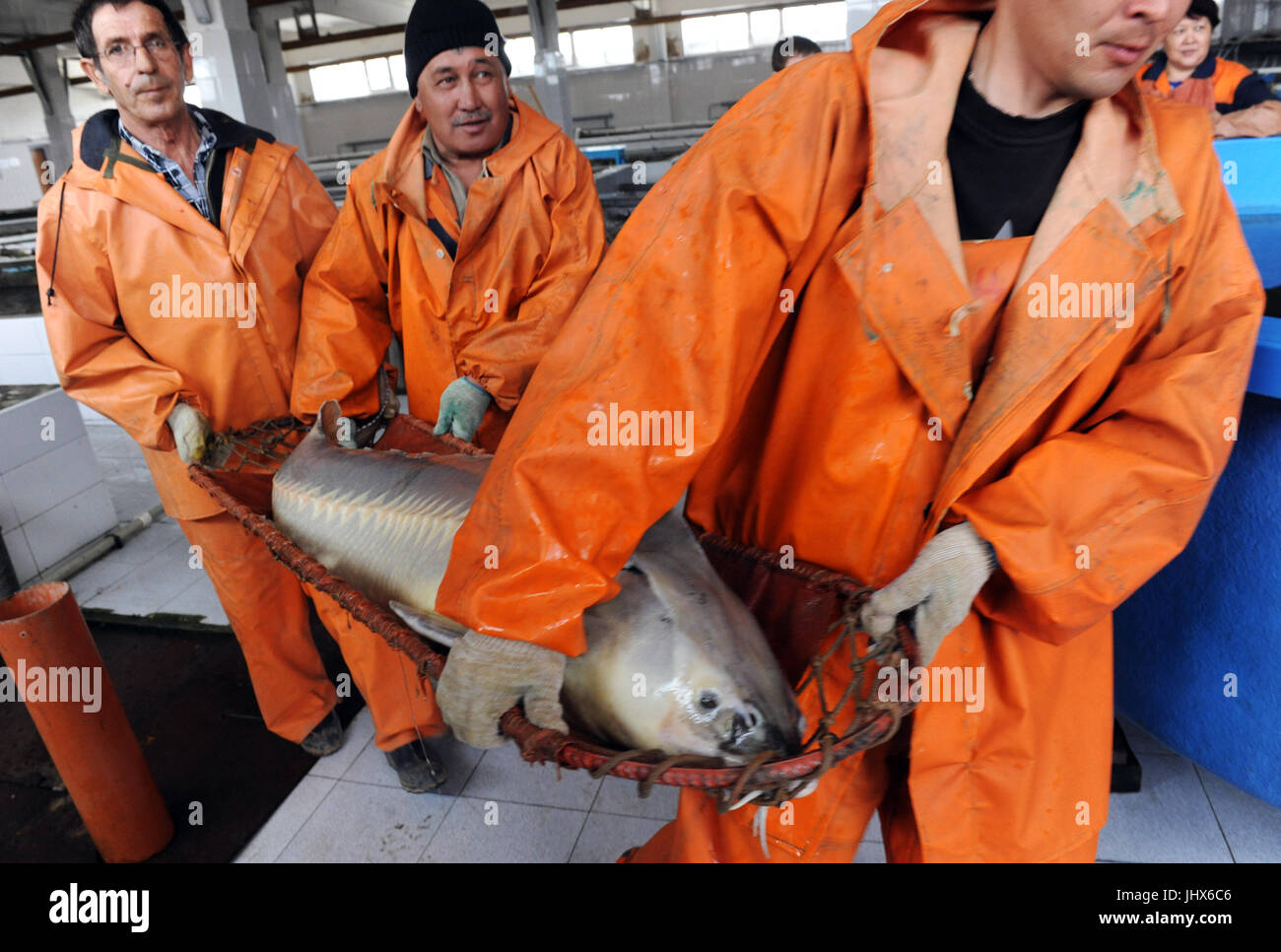 Reproduction and farming of sturgeon Stock Photo - Alamy
