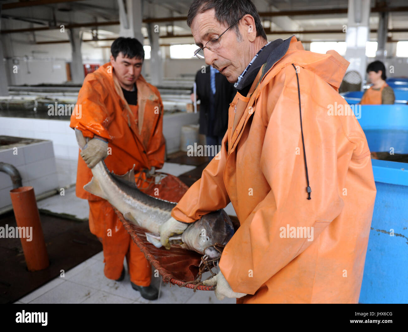 Reproduction and farming of sturgeon Stock Photo - Alamy