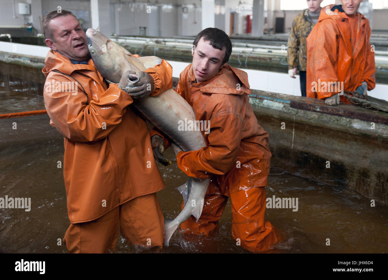 Reproduction and farming of sturgeon Stock Photo - Alamy