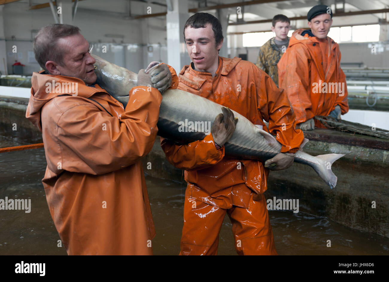 Reproduction and farming of sturgeon Stock Photo - Alamy