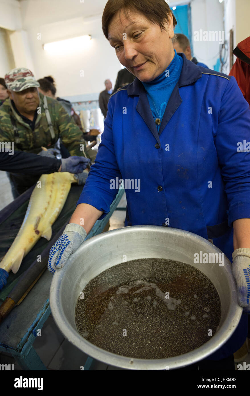 Elutriation and washing of black caviar for sturgeon reproduction ...