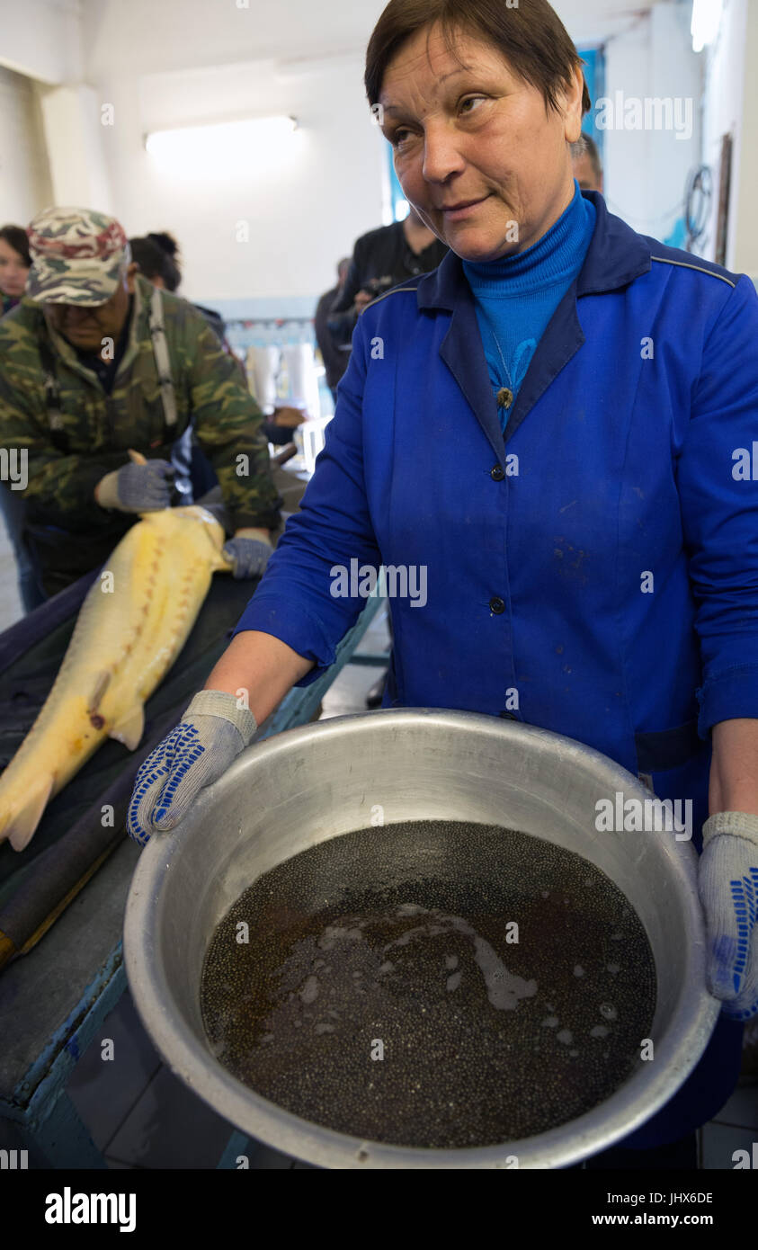 Elutriation and washing of black caviar for sturgeon reproduction ...