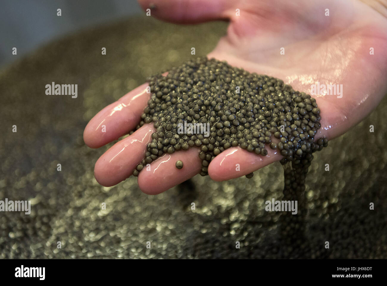 Elutriation and washing of black caviar for sturgeon reproduction ...