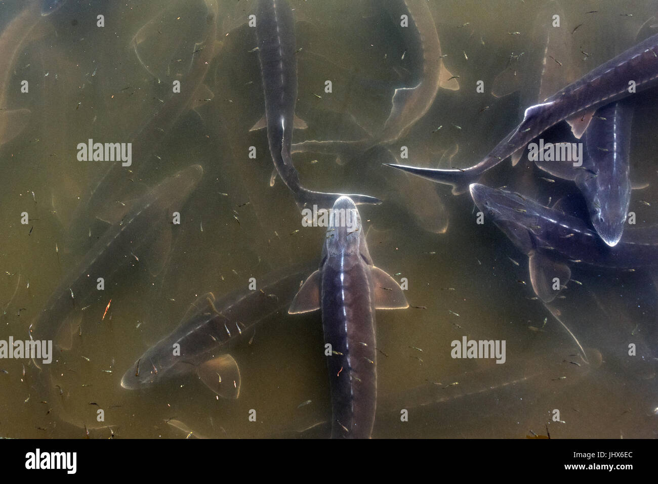 Reproduction and farming of sturgeon Stock Photo - Alamy