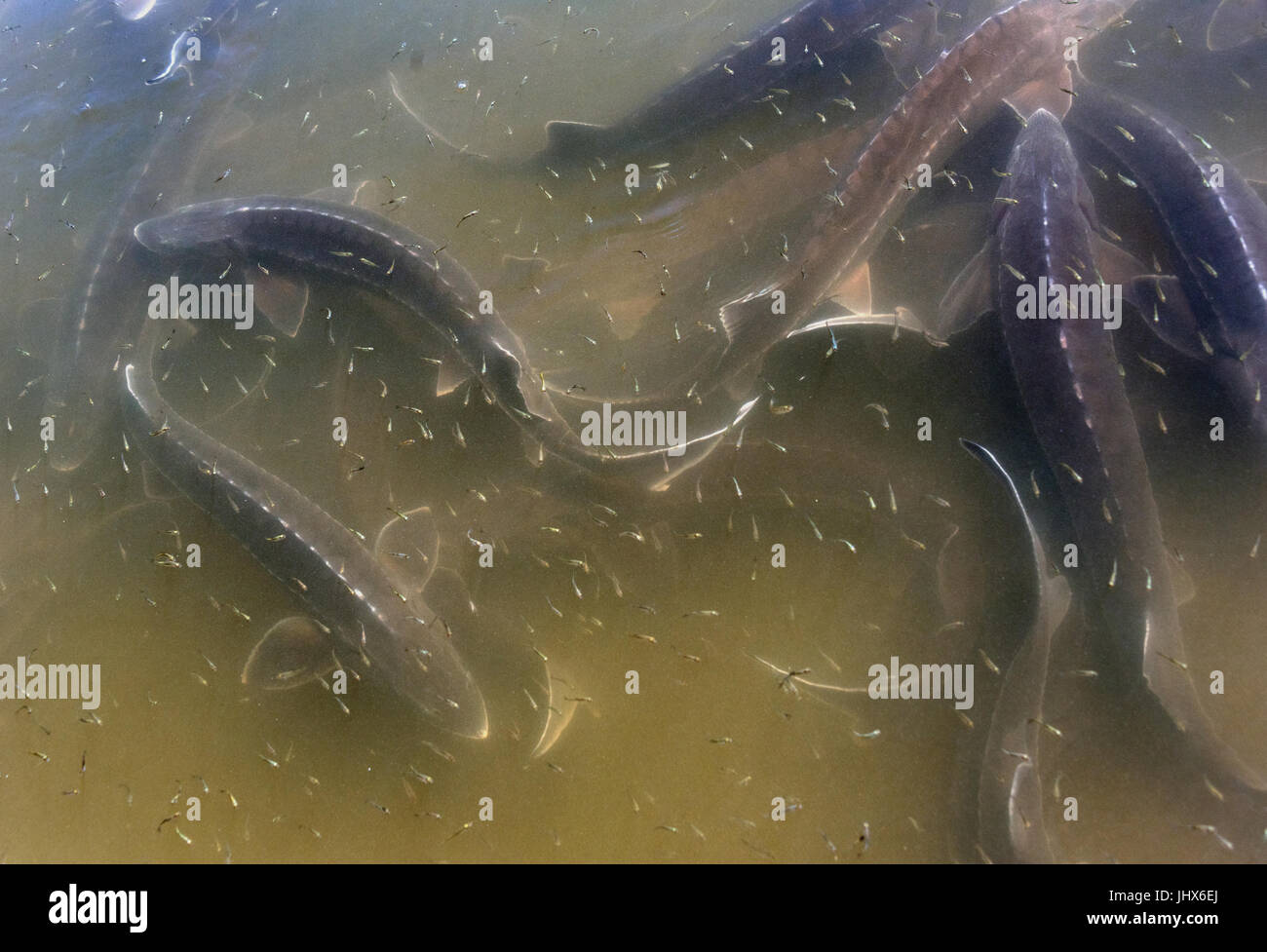 Reproduction and farming of sturgeon Stock Photo - Alamy